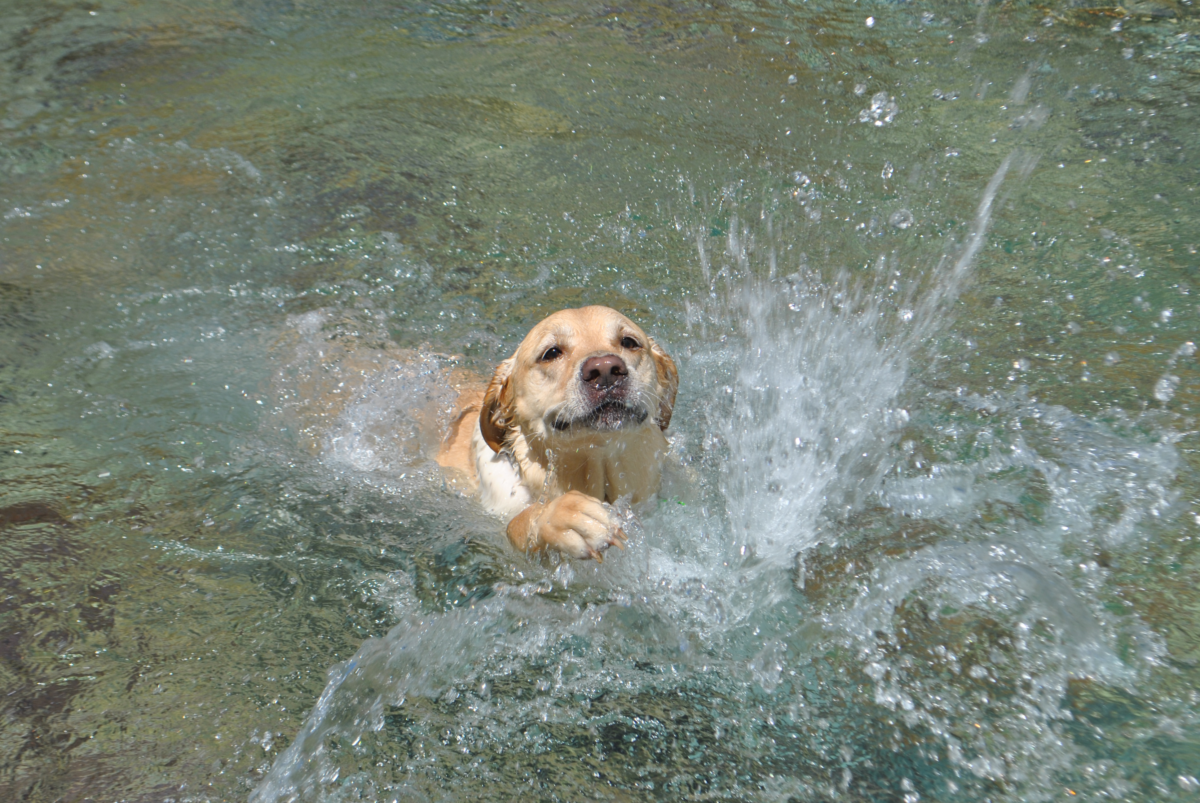 Dog Splash and Luau | Visit Columbus, GA